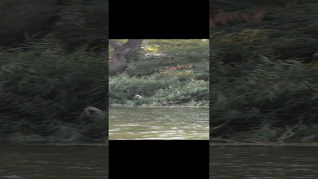 Криница, река Пшада.Кто знает, что за птица? То ли баклан, то ли....?сплав на Сапе 1 сентября 2024 г