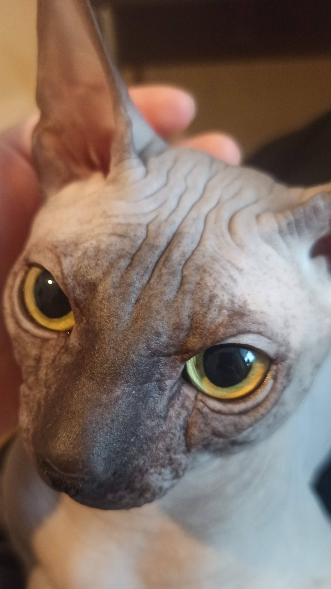 Мужчина, который гулял сам по себе