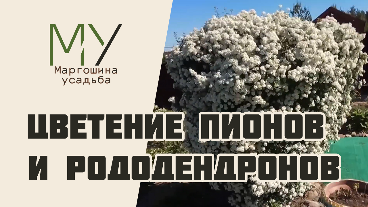 Цветение пионов, рододендронов и вейгела