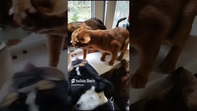 Ты не ты, когда голоден