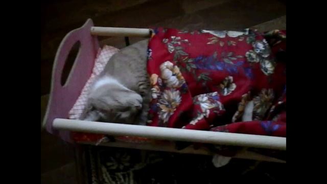 Кошкин сон.mp4