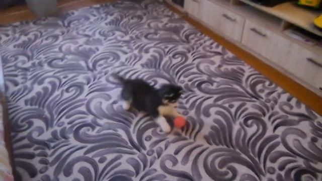 Ёж мяч и щенок хаски.mp4