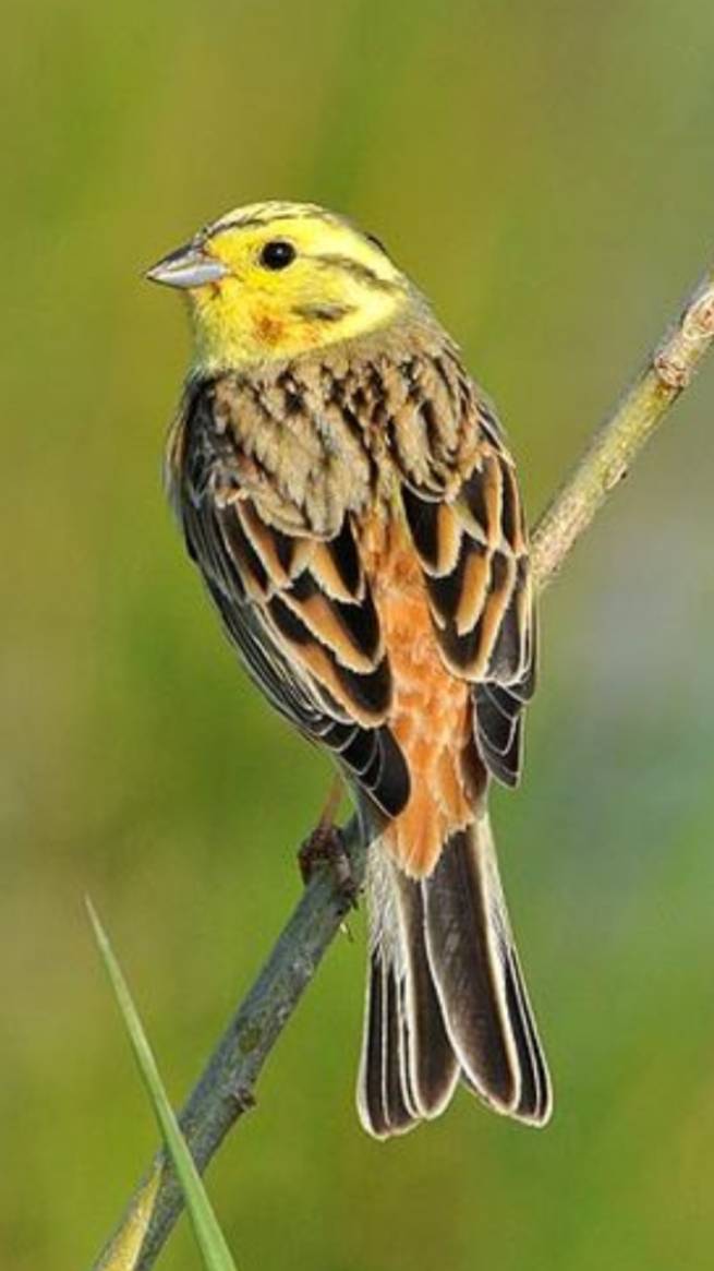 Поет обыкновенная овсянка.Голоса птиц