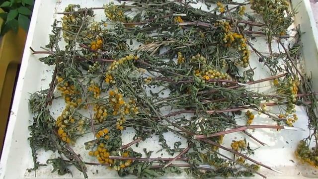 июль на пасеке - на 5 сутки осыпалось 36 клещей Варроа от запаха пижмы помещенной в улей.mp4