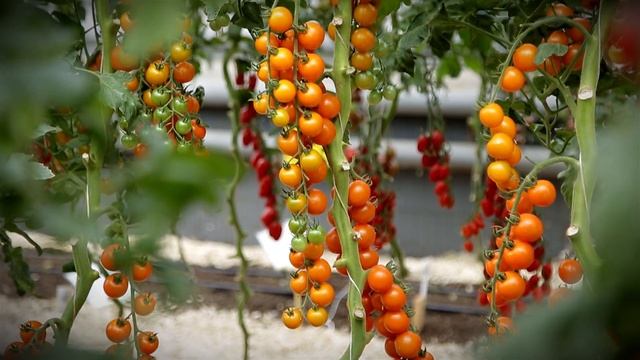 Волшебная арфа