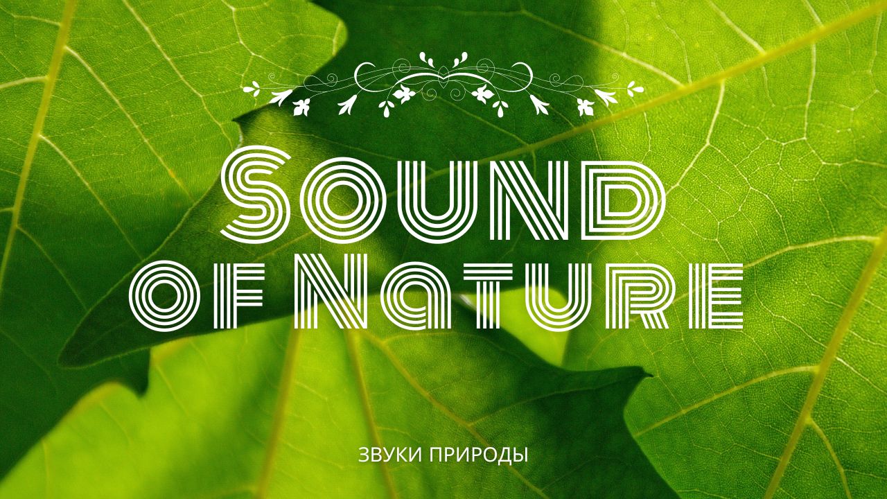 Sounds of Nature