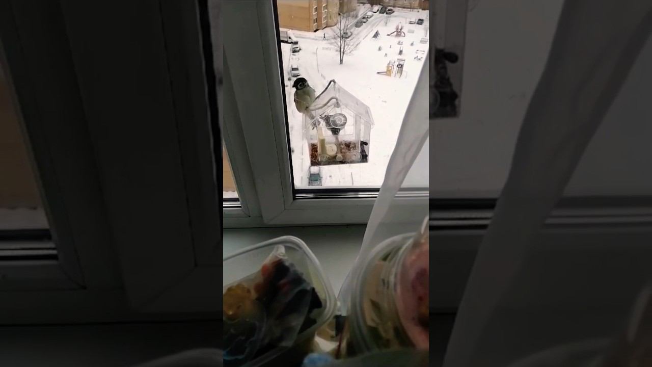 #shorts Вести из кормушки. В Воронеже снег.