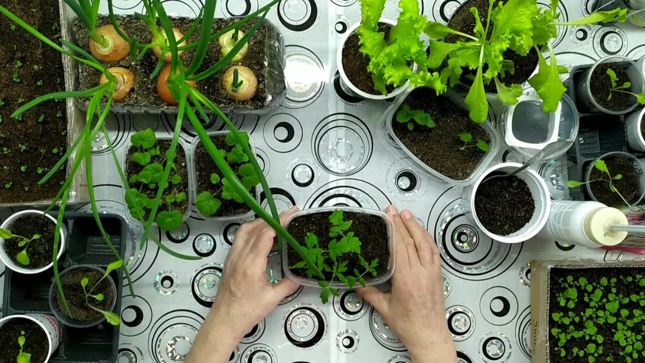 Чем можно подкормить рассаду?