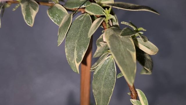 Мирт Тарентино вариегатный 3