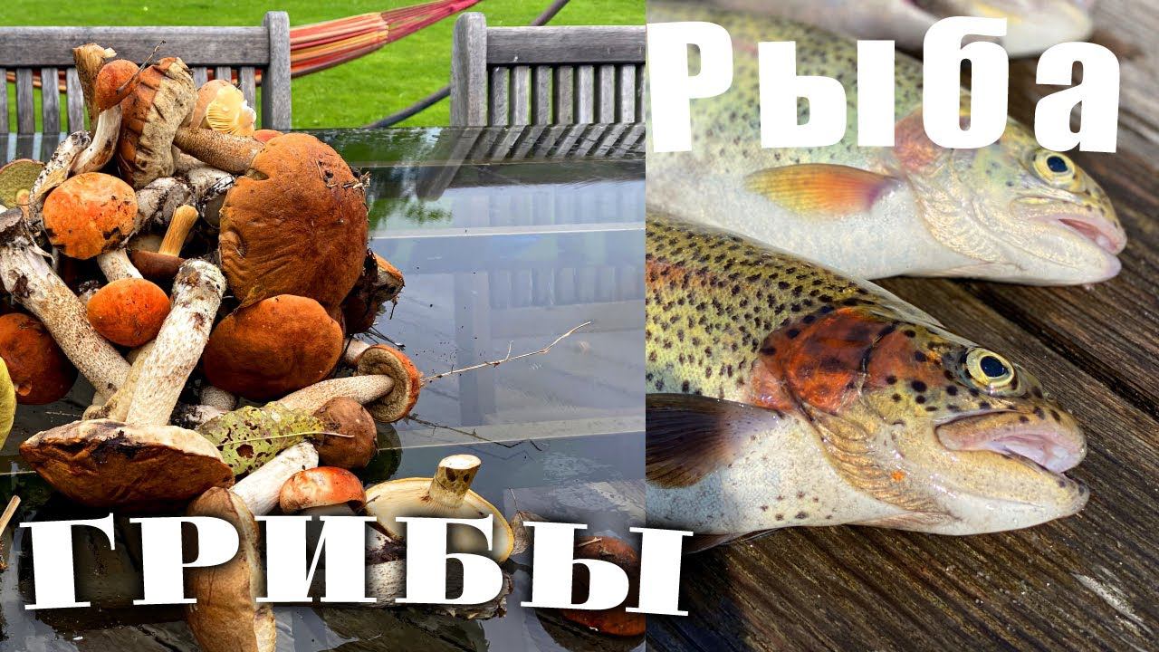 Рыба из пруда. Грибы из леса. Август 2021