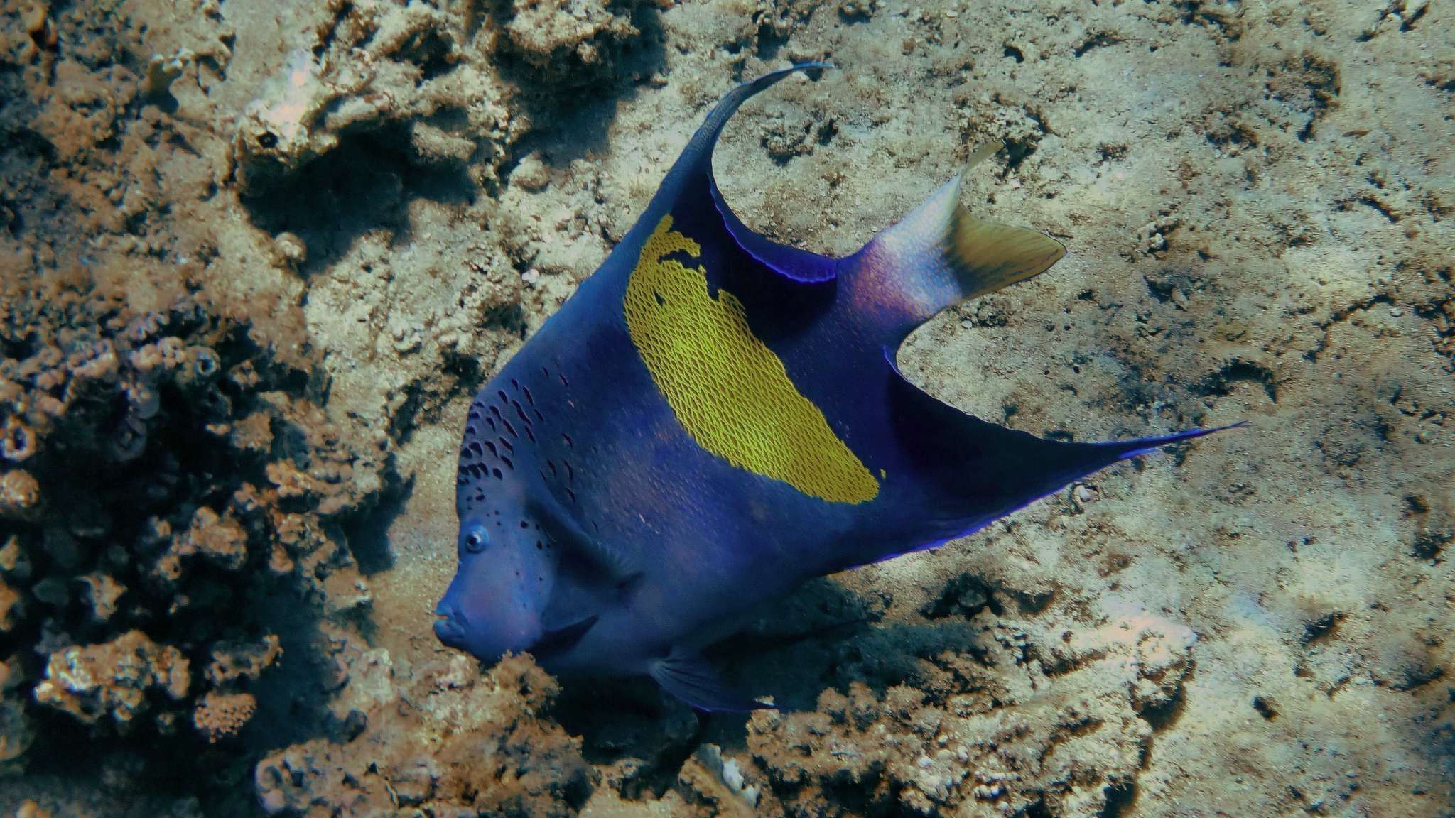 Удивительный подводный мир Ангел-полумесяц под романтическую музыку Ennio Morricone Chi Mai