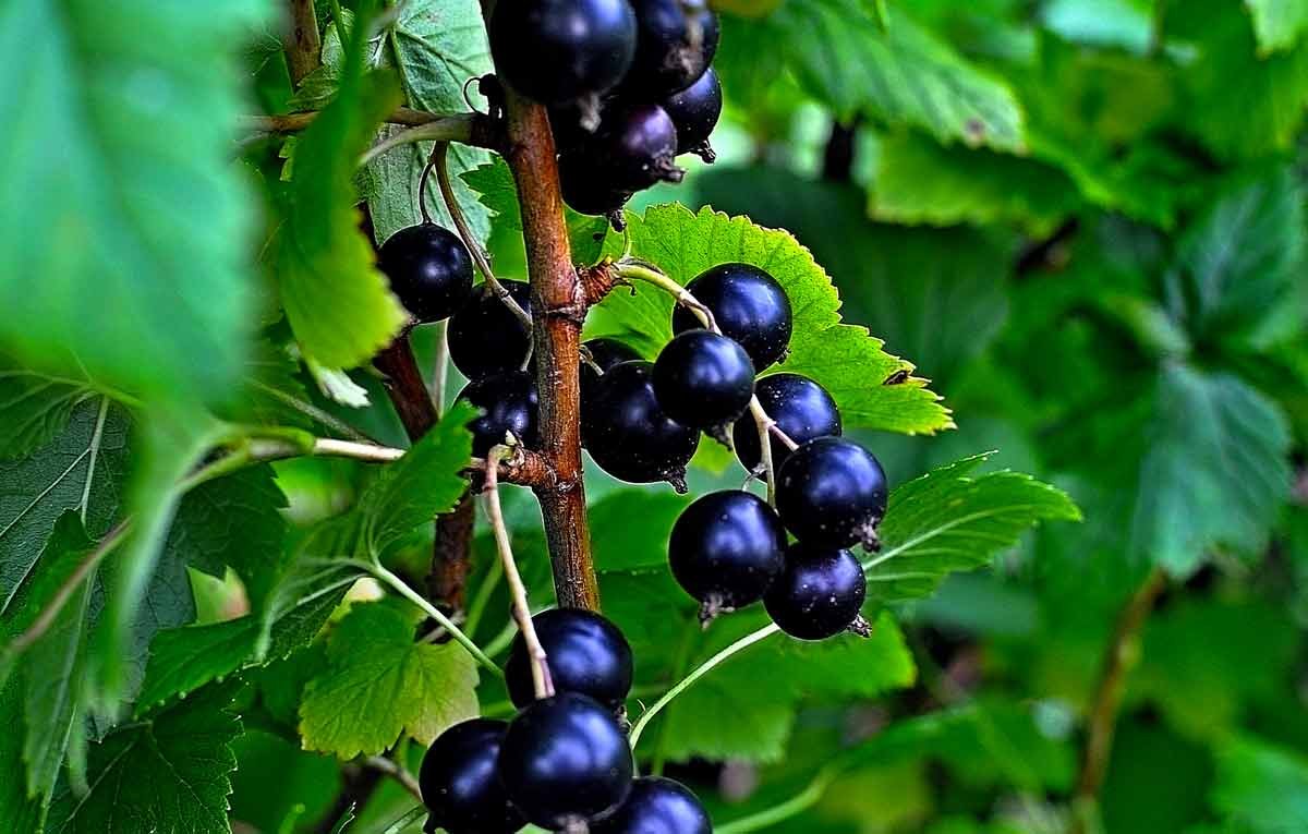 КАК ПРАВИЛЬНО УХАЖИВАТЬ ЗА СМОРОДИНОЙ,ЧТОБЫ ЯГОДА БЫЛА КРУПНОЙ.Проверенный способ.