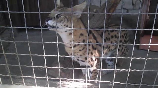 Сервал - красивый и стройный хищник, а мяукает как котенок.