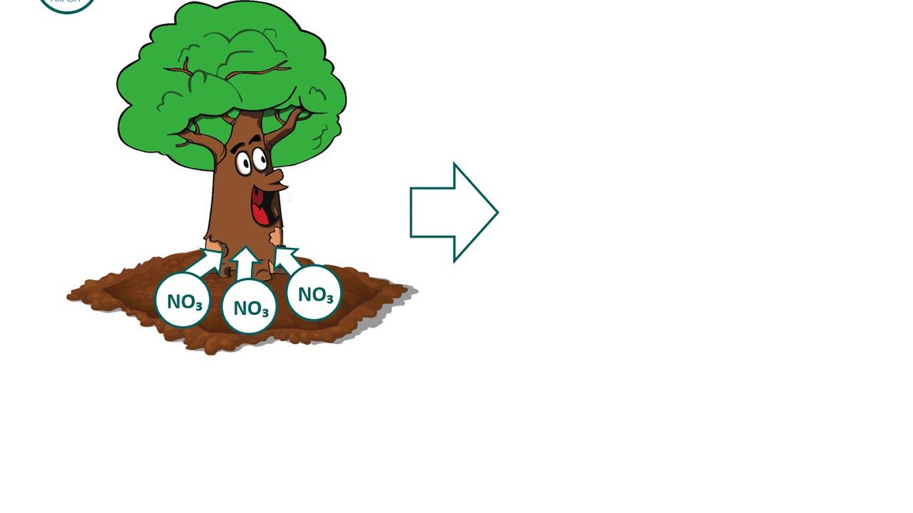 Круговорот Азота