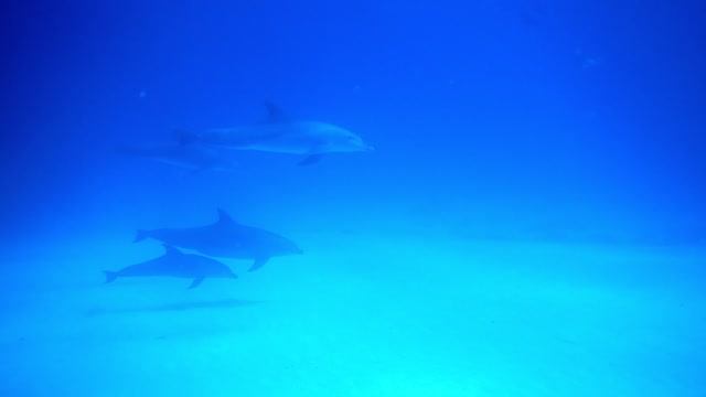 Дайвинг Танзания Занзибар Diving