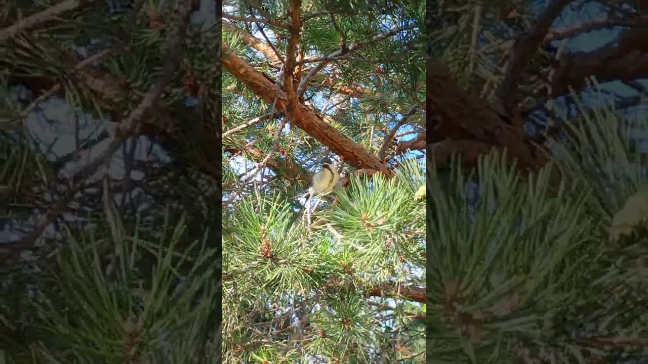 Вылет щенков синицы)) Тюмень, 17 июля. Это второй вылет - синицы могут делать пару кладок за год