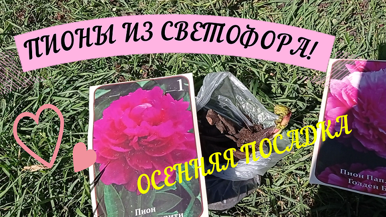 #пионы ПИОНЫ ИЗ СВЕТОФОРА!ОСЕННЯЯ ПОСАДКА ПИОНОВ!#пионы_посадка_осенью#осенняя_посадка#пионы_из_свет