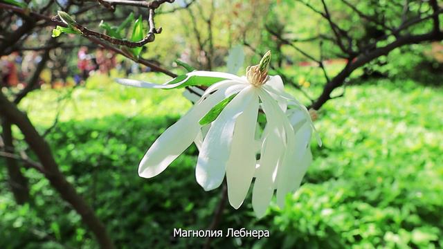 Первоцветы в садах Москвы