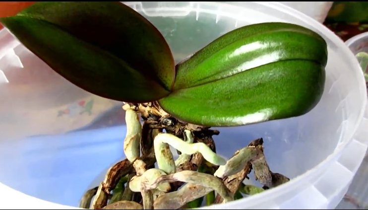 Орхидеи. Лучший метод размножение корнями.Часть 5. Orchids. Reproduction by roots. Part 5..mp4