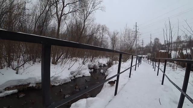 Метель, кормим уток. 9 марта 2019