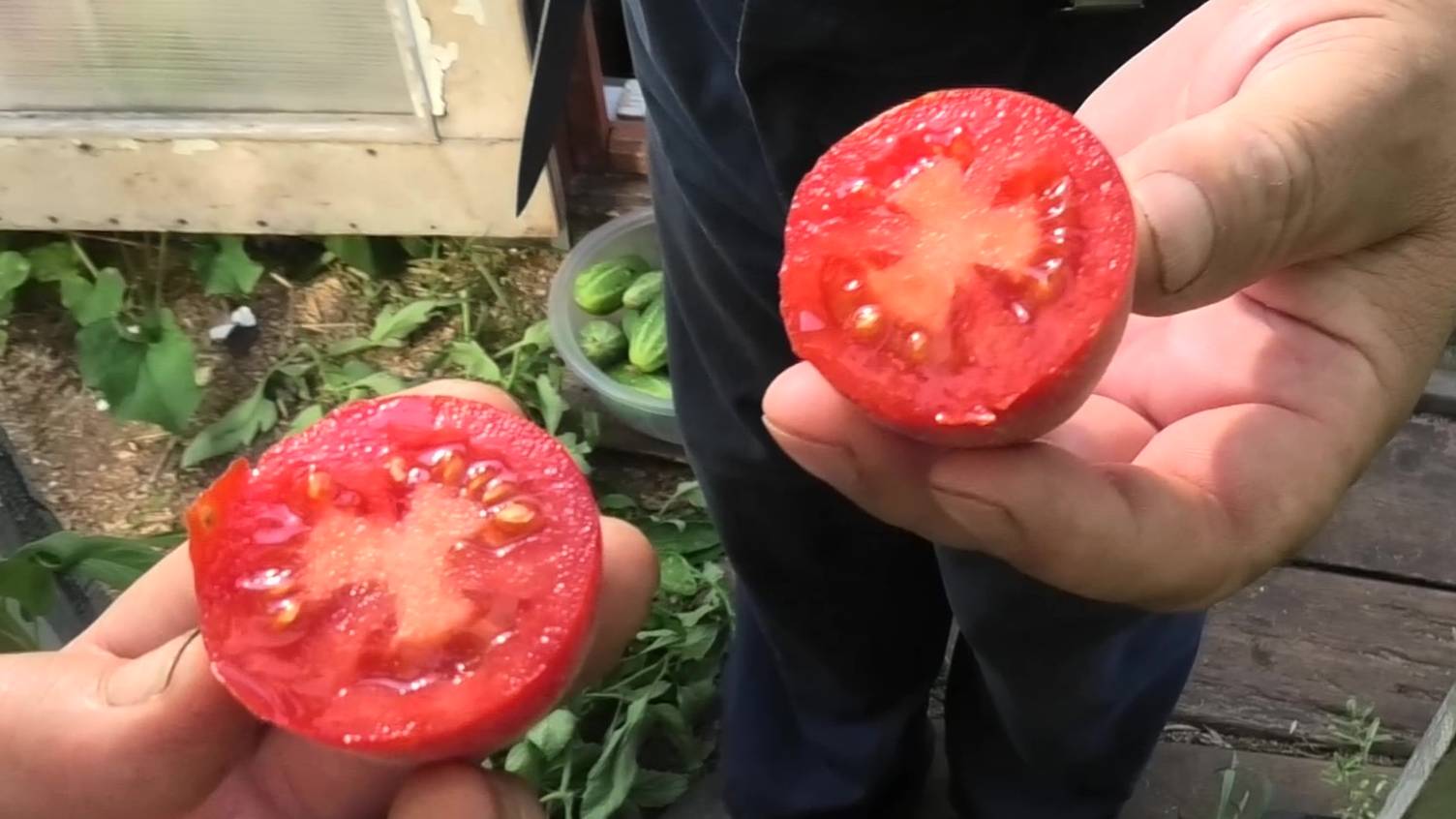 1-10 09 24г дегустация арбуза,дыни,томат Голубая ель