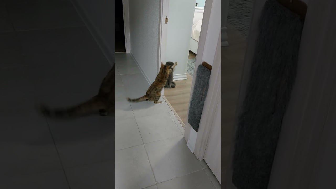 Стратегические игры кошек