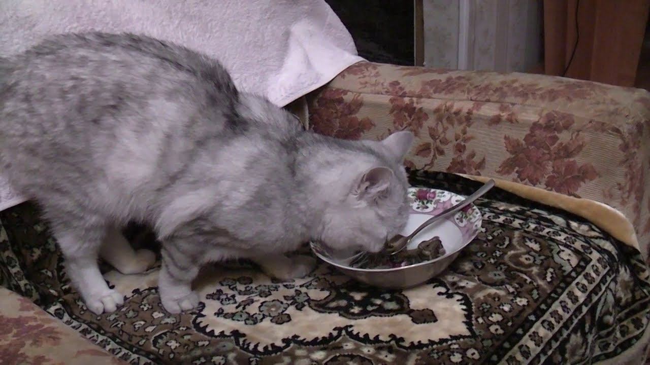 Самый дешевый корм для котов