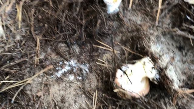 В ЛЕС ЗА МАСЛЯТАМИ(НАШЕЛ БЕЛЫЕ)Часть 2