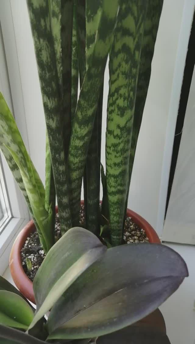 Сансевиерия зейланика