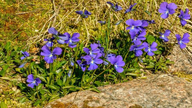 Таёжная мастерская царя Берендея в священных Ергаках 2023