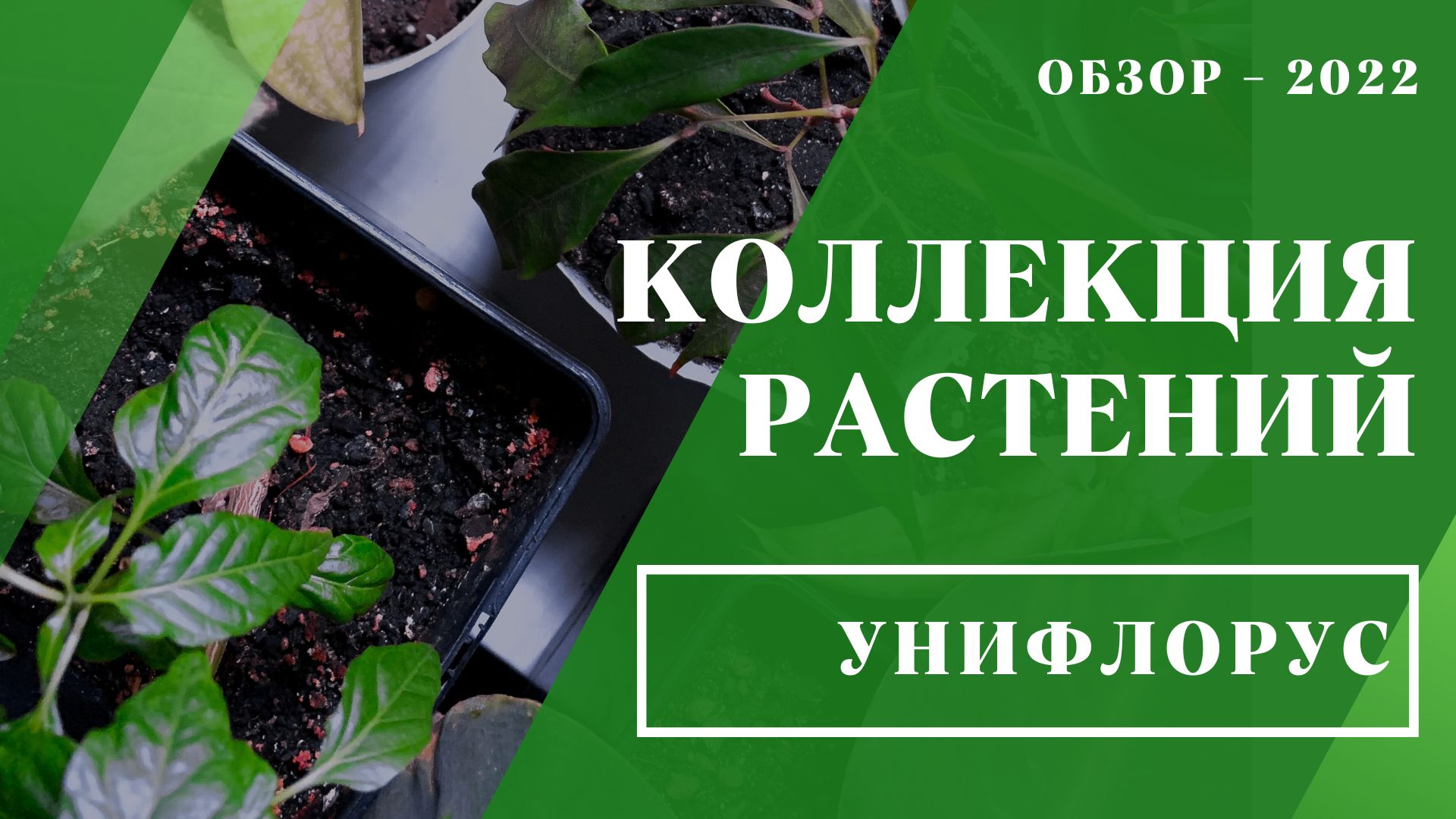 Коллекция растений в квартире, обзор - 2022