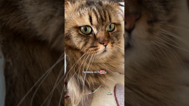Моё счастье!❤️ #кот #счастье #котики #животные #shorts