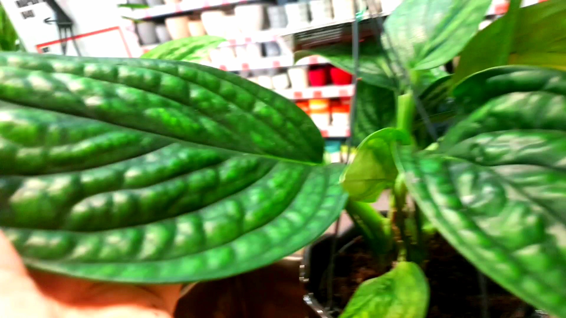 ☃️?ОБИ?Окунемся в Лето?Море Цветов?