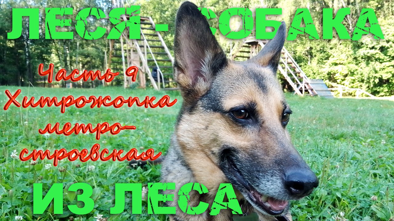 Леся - собака из леса. Часть 9: Хитрожопка метростроевская / Мои собаки / Кинология / Зоопсихология
