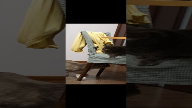 КОШАЧИЙ МАХАЧ