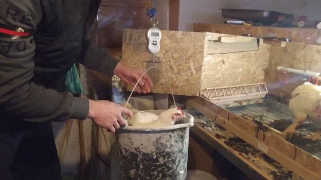 Бройлерам 47 дней, взвешиваю живой вес.mp4