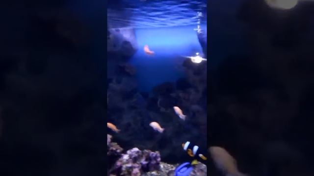 Каракатица