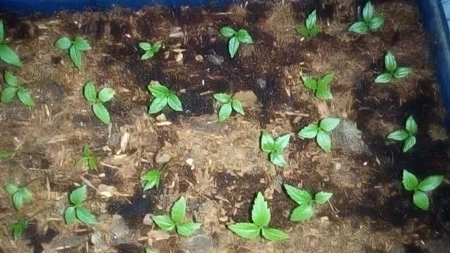 ЖЕНЬШЕНЬ. ПОСЕВ СЕМЯН