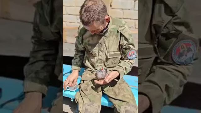 Кола выхаживает птенца сойки