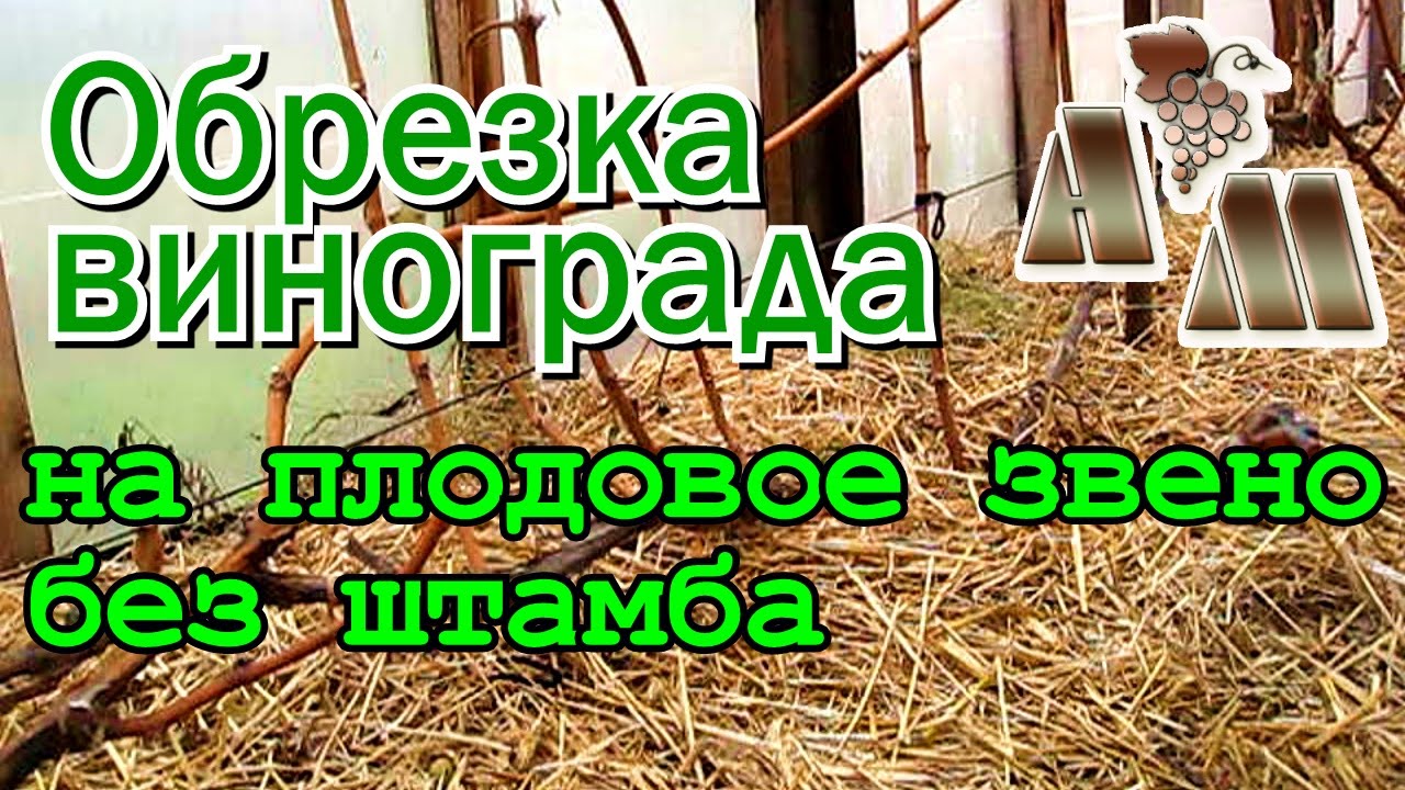 ? Обрезка винограда на плодовое звено в бесштамбовых формировках