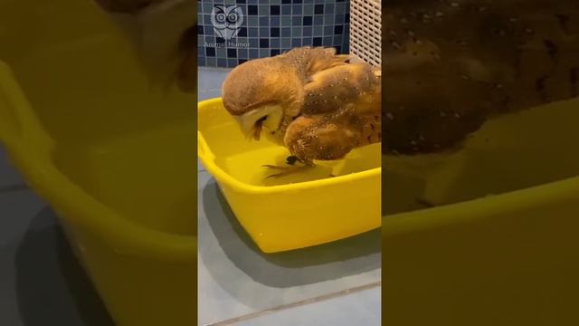 Идёт помывка — не беспокоить!