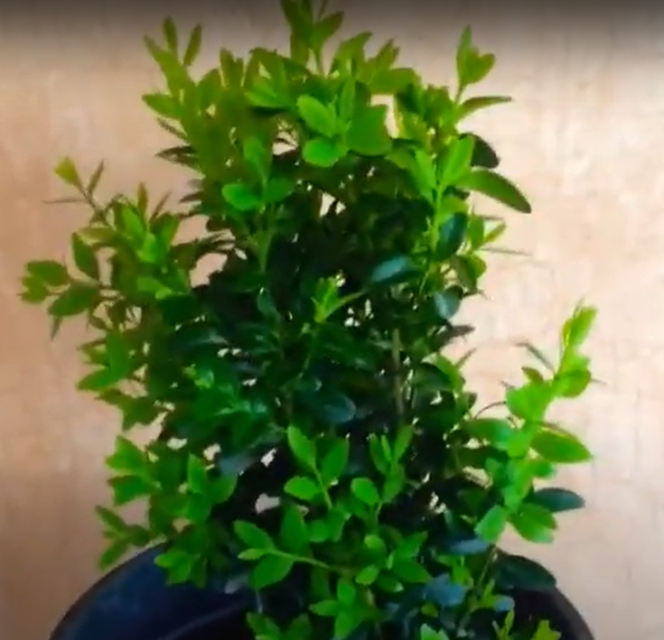 #Самшит продолжение...