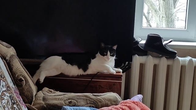 Смотреть надо не телевизор, а меня!