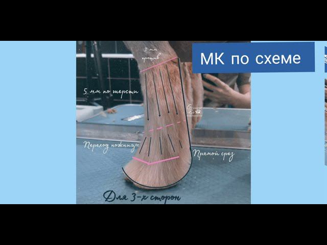 Как подстричь Йорка? Стрижка лапки. Имитация штанов из манжетов.  МК по схеме.