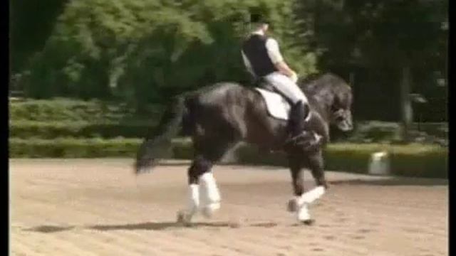 Красивые движения выездка