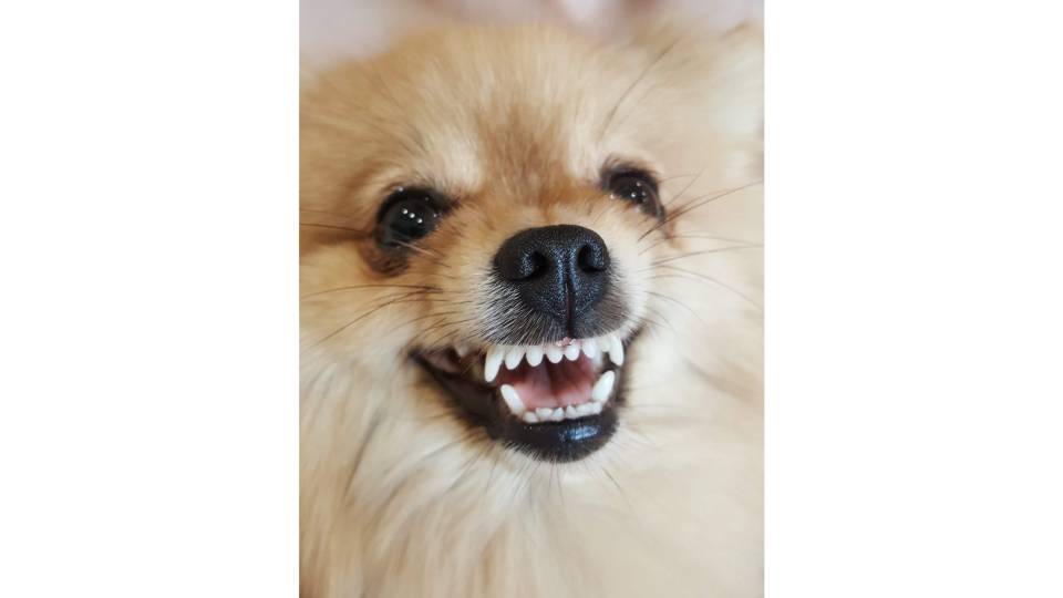 Шпицу на лапу прилипла снежинка