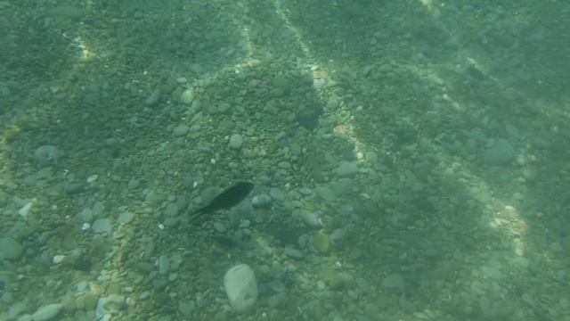 Рыбка из Алушты)