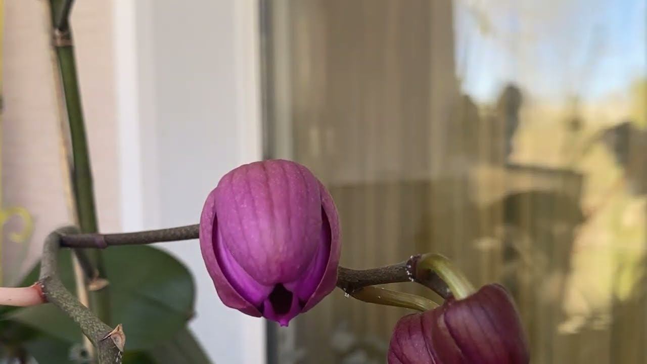 Цветок орхидеи