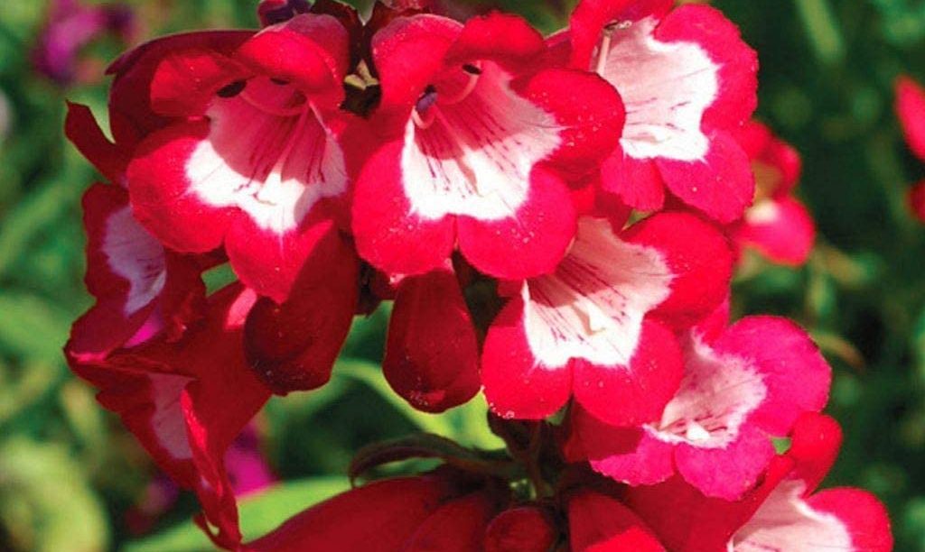 «Пенстемон» РЕЛАКС ТЕРАПИЯ ИМПРОВИЗАЦИЯ композитор Виктор Анохин #музыка #instrumental #piano #цветы