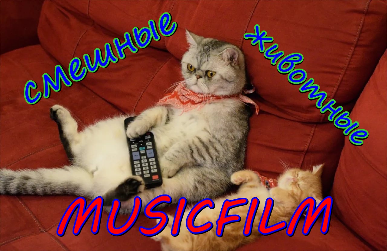 ???Смешные животные????